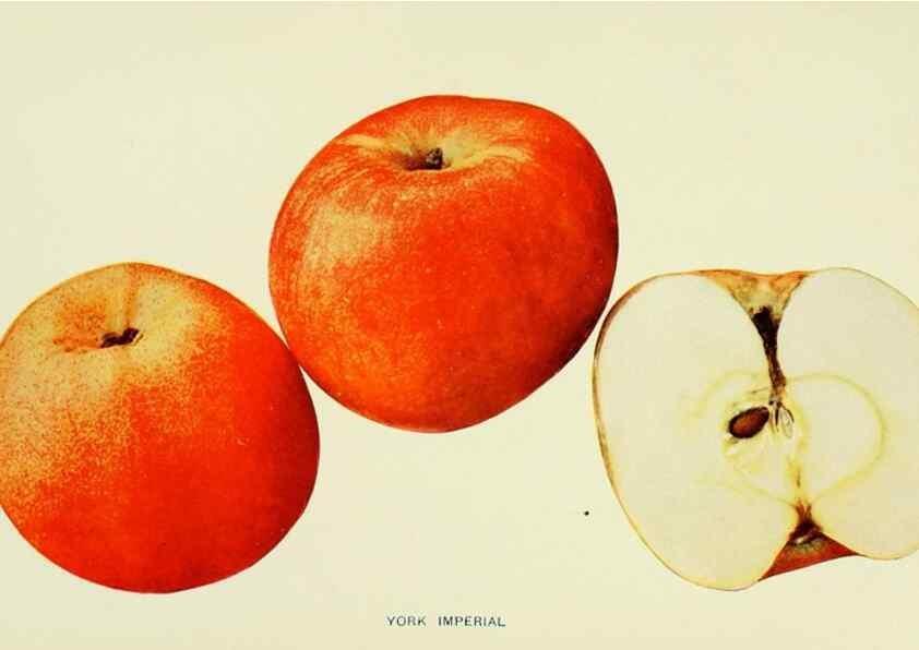 Reproducción/Reproduction 28588077898: The apples of New York,. Albany ...