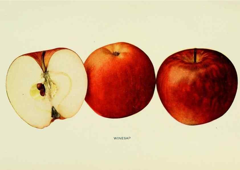 Reproducción/Reproduction 28588070168: The apples of New York,. Albany ...