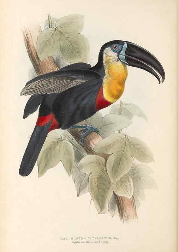 Reproducción/Reproduction 32214890247: A monograph of the Ramphastidae ...