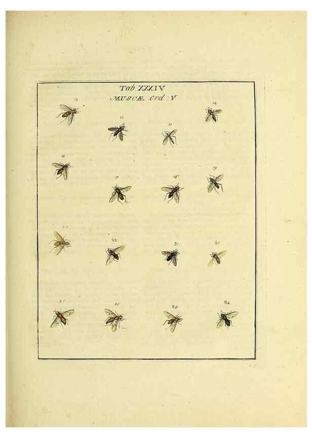 Reproducción/Reproduction 35537106414: Exposition des insectes que se ...