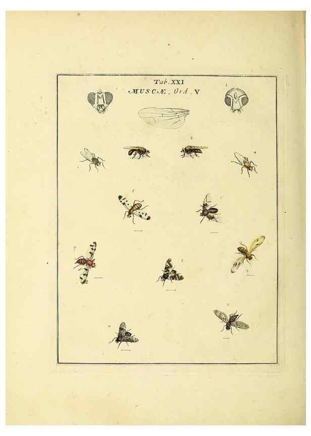 Reproducción/Reproduction 36236199731: Exposition des insectes que se ...