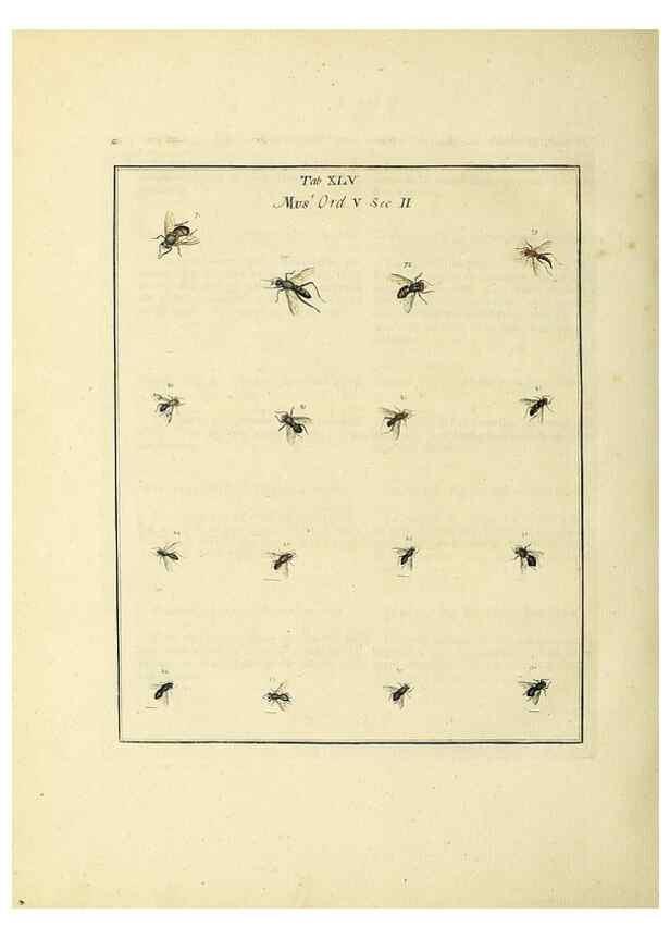 Reproducción/Reproduction 35564602353: Exposition des insectes que se ...