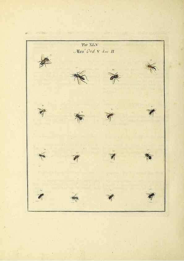 Reproducción/Reproduction 35564602353: Exposition des insectes que se ...