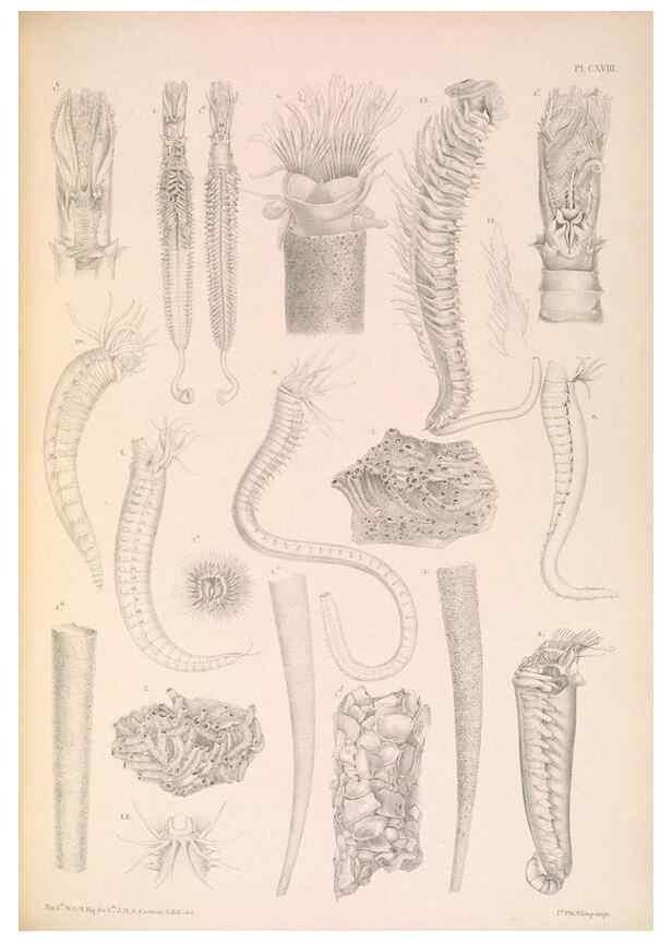 Reproducción/Reproduction 36310337241: A monograph of the British ...