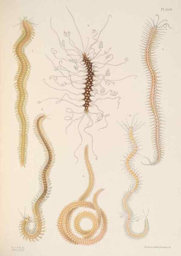 Reproducción/Reproduction 24329878404: A monograph of the British ...