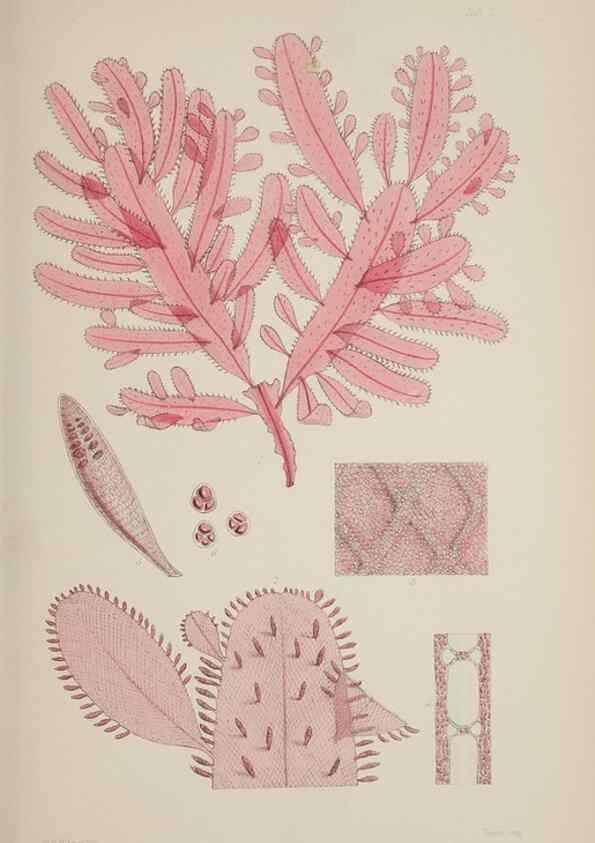 Reproducción/Reproduction 17832233291: Nereis australis, or Algae of ...