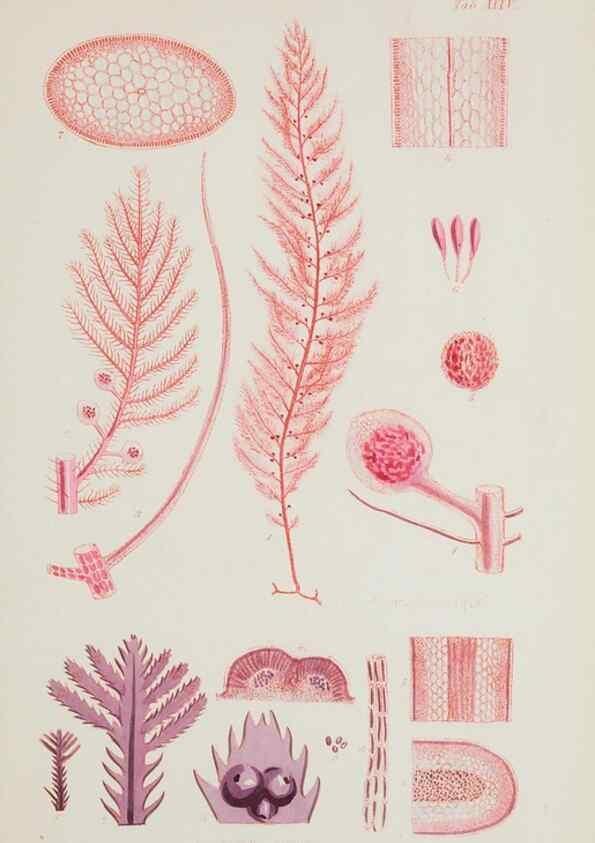 Reproducción/Reproduction 17644449388: Nereis australis, or Algae of ...