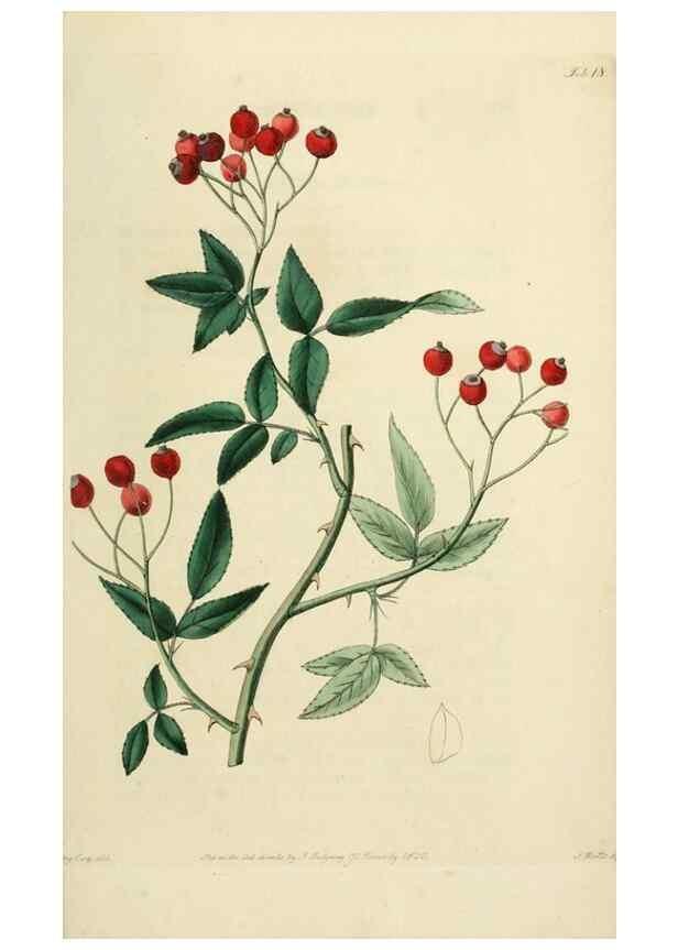 Reproducción/Reproduction 29873053092: Rosarum monographia, or, A ...