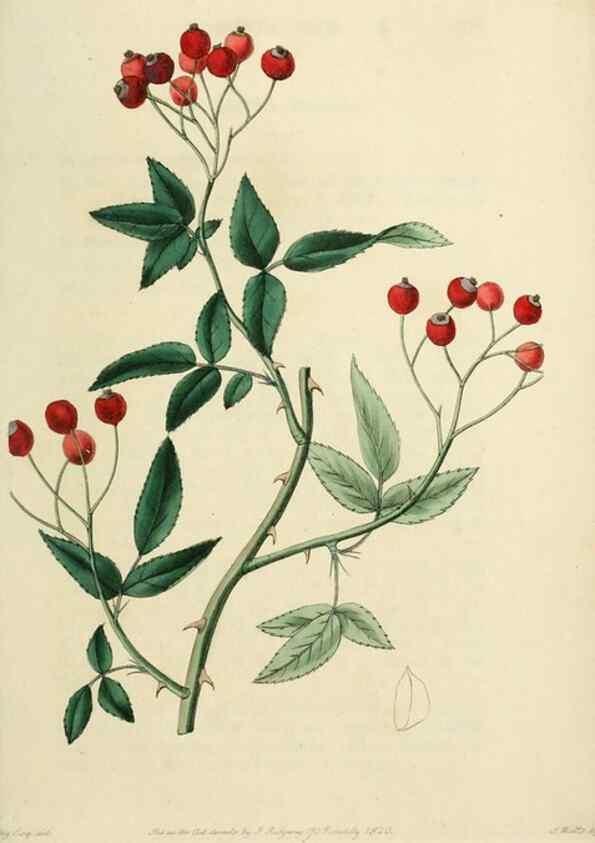 Reproducción/Reproduction 29873053092: Rosarum monographia, or, A ...