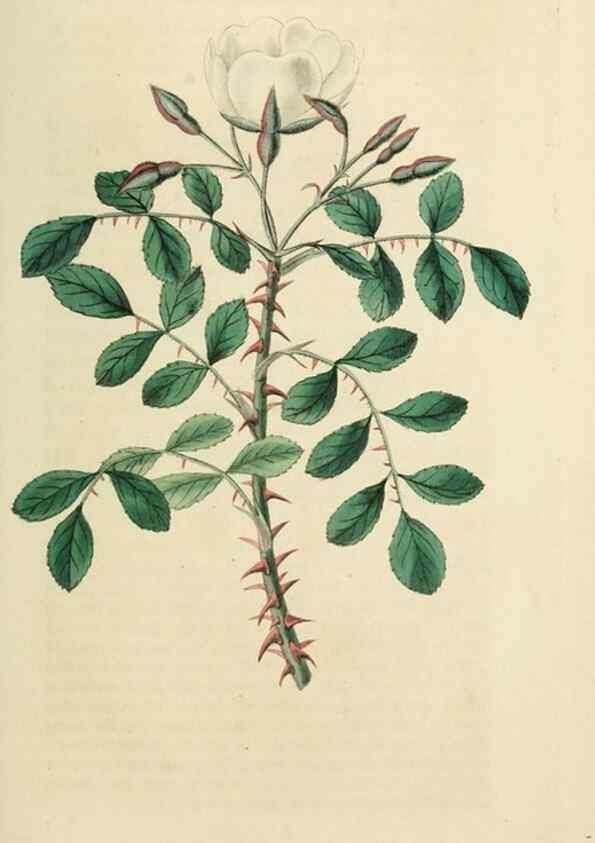 Reproducción/Reproduction 29873031932: Rosarum monographia, or, A ...