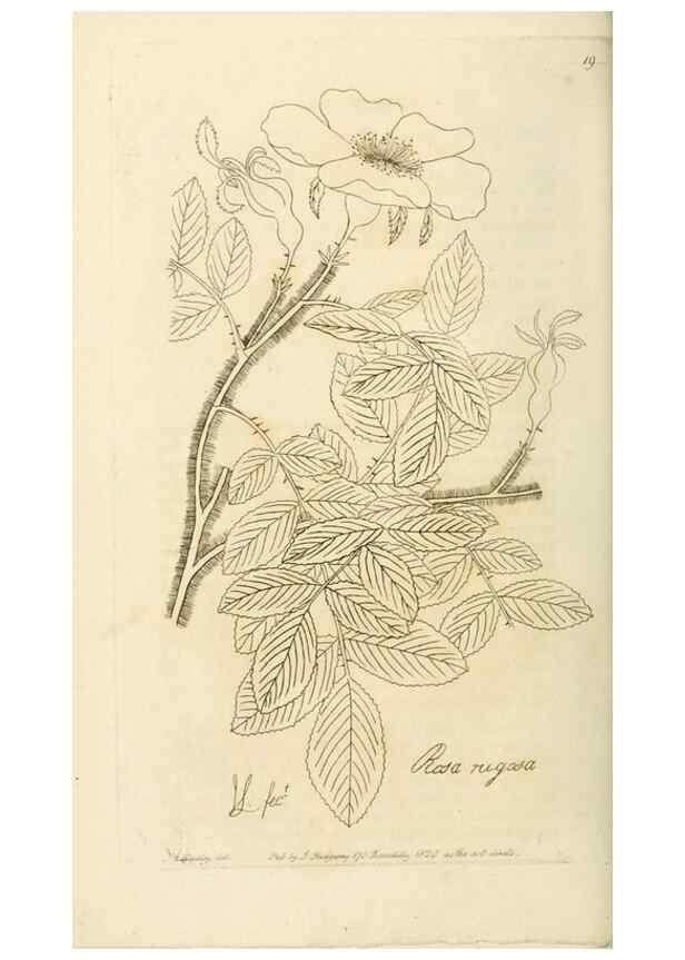 Reproducción/Reproduction 29903297261: Rosarum monographia, or, A ...