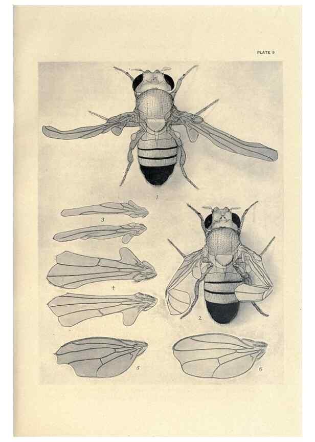 Reproducción/Reproduction 9684911563: Contributions to the genetics of ...