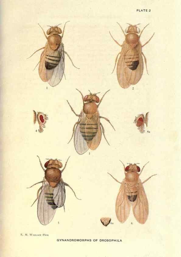 Reproducción/Reproduction 9684902213: Contributions to the genetics of ...