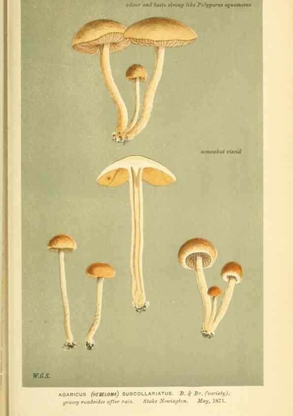 Reproducción/Reproduction 8722285115: Illustrations of British Fungi ...