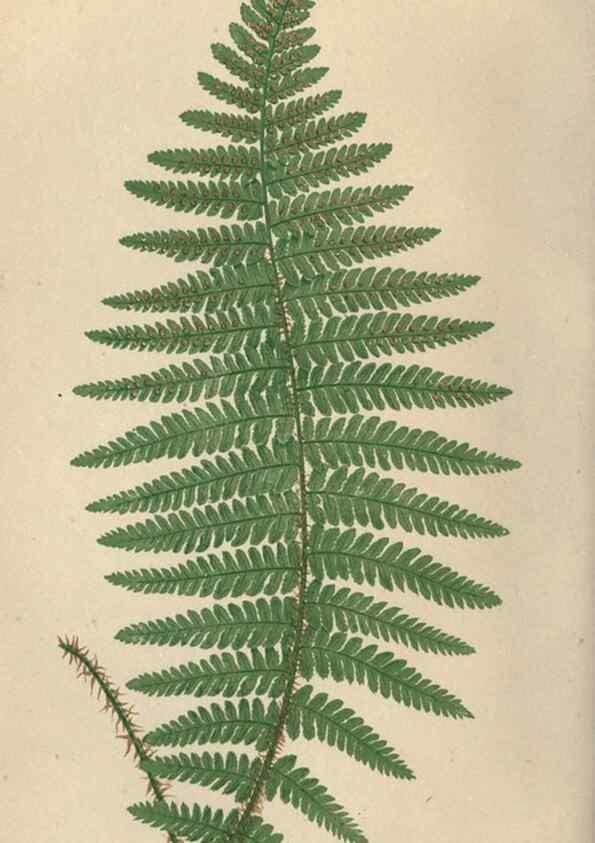 Reproducción/Reproduction 9463119261: Our native ferns, or, A history ...