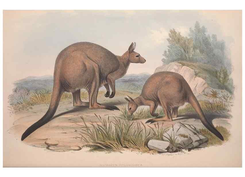 Reproducción/Reproduction 9401186464: [A monograph of the Macropodidæ, or family of kangaroos ...