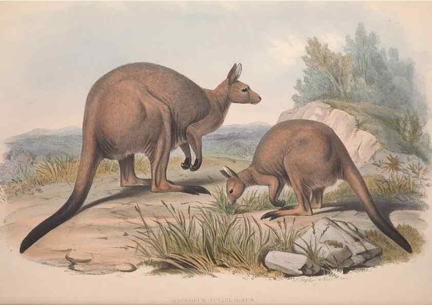 Reproducción/Reproduction 9401186464: [A monograph of the Macropodidæ ...