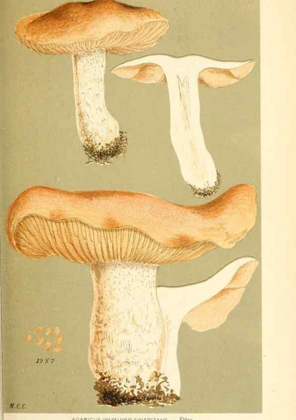 Reproducción/Reproduction 9015113215: Illustrations of British Fungi ...