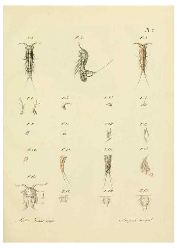 Reproducción/Reproduction 9217319426: Histoire des monocles qui se ...