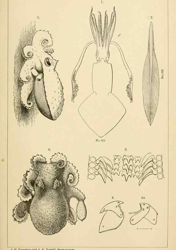 Reproducción/Reproduction 15588237672: The cephalopods of the north ...