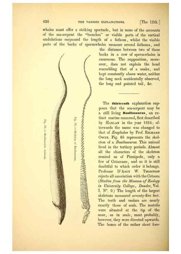 Reproducción/Reproduction 14976205493: The great sea-serpent. Leiden :E ...