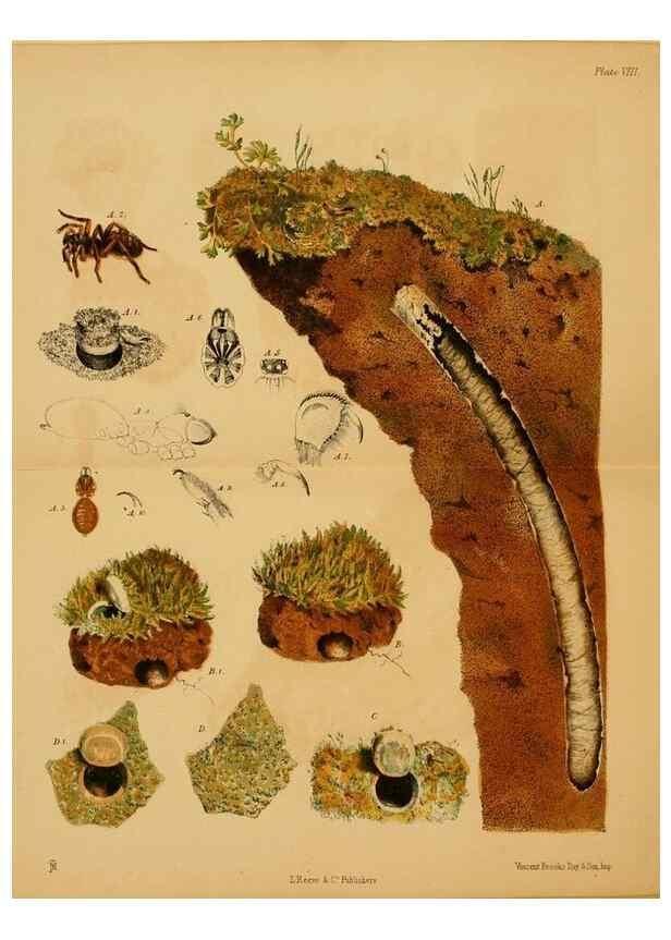 Reproducción/Reproduction 8361667204: Harvesting ants and trap-door ...