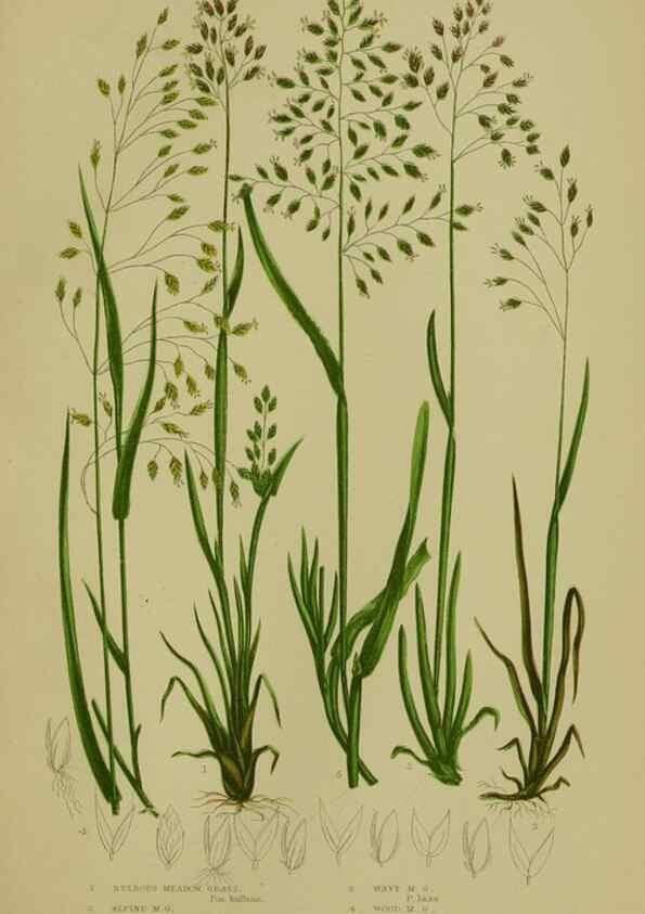 Reproducción/Reproduction 8518435627: The flowering plants, grasses ...