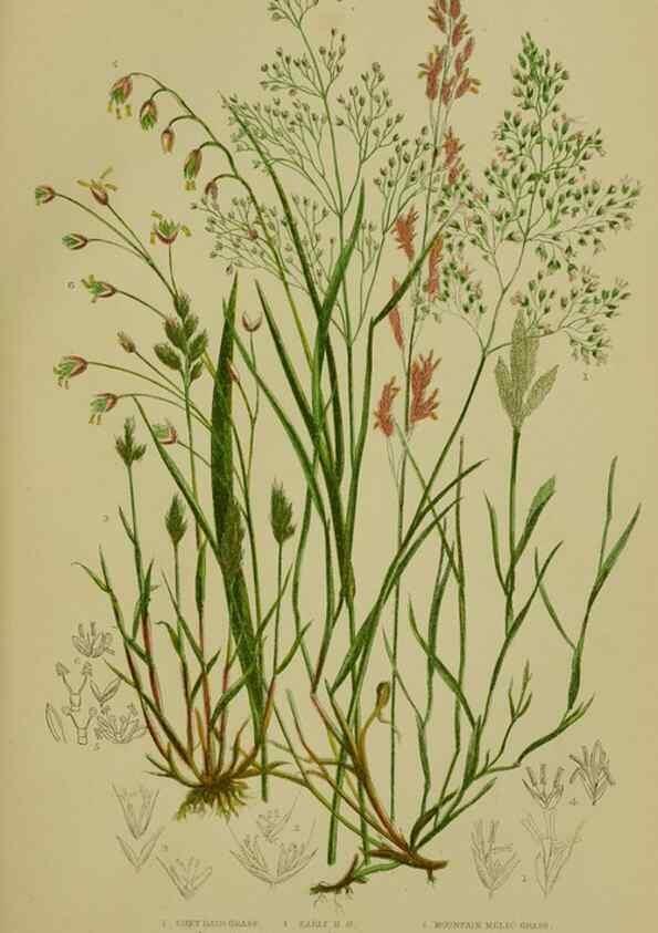 Reproducción/Reproduction 8518432603: The flowering plants, grasses ...