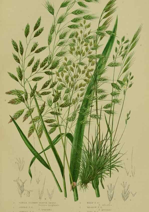 Reproducción/Reproduction 8519549424: The flowering plants, grasses ...