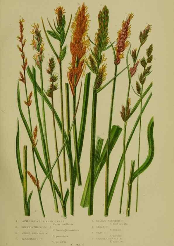 Reproducción/Reproduction 8519538666: The flowering plants, grasses ...