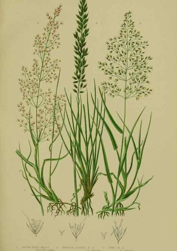 Reproducción/Reproduction 8519543866: The flowering plants, grasses ...