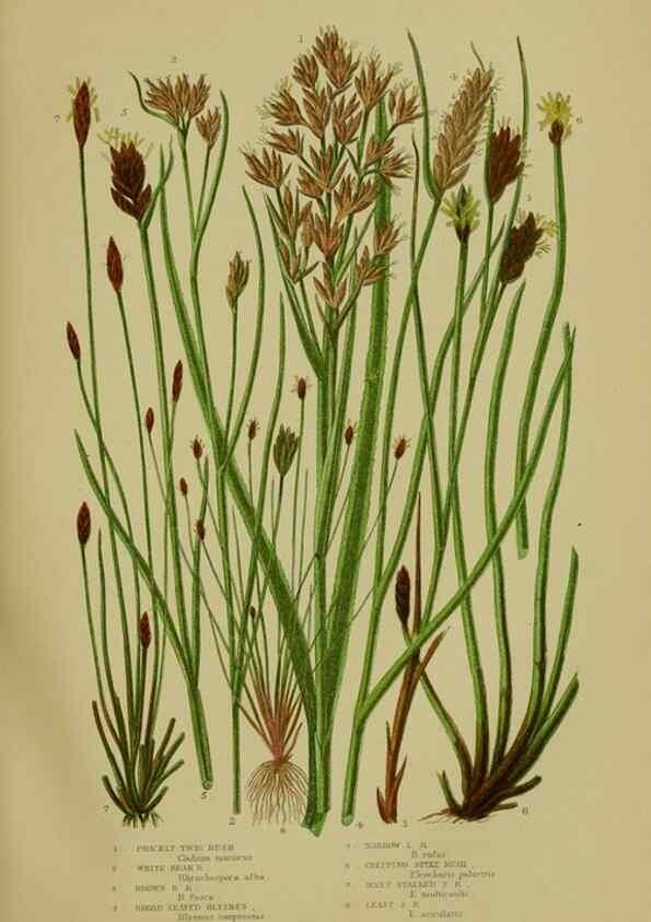 Reproducción/Reproduction 8518422511: The flowering plants, grasses ...