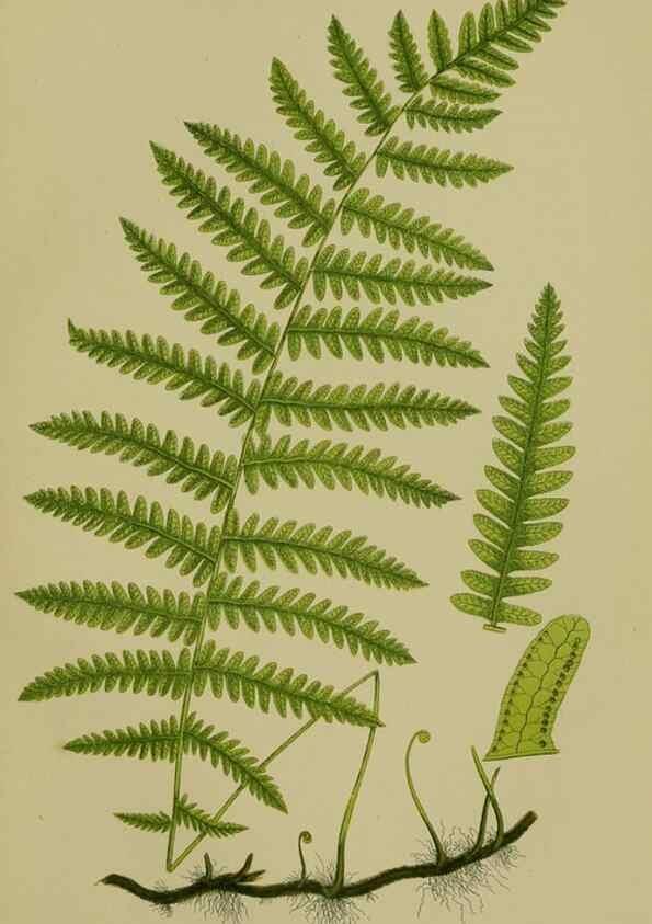 Reproducción/Reproduction 8518449017: The flowering plants, grasses ...