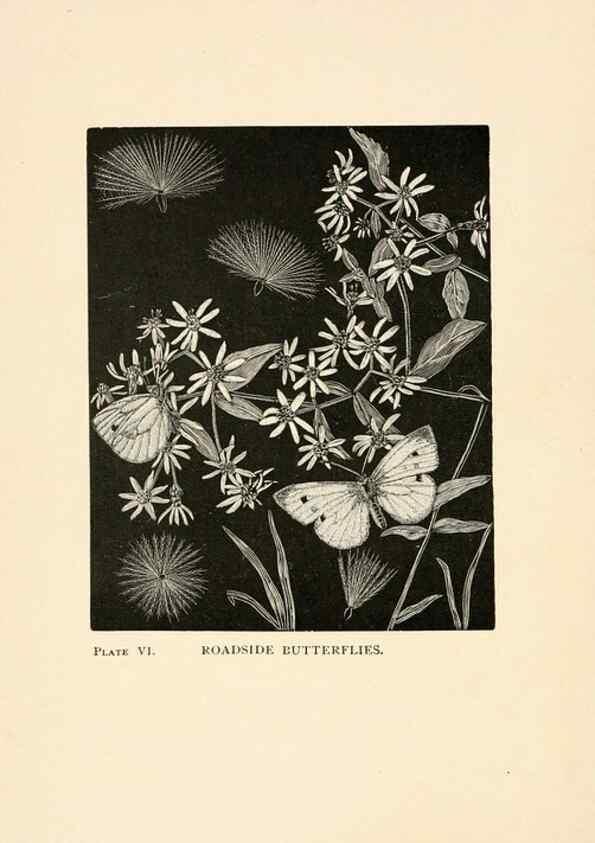 Reproducción/Reproduction 8495326898: Insect life;. New York,D.Appleton ...