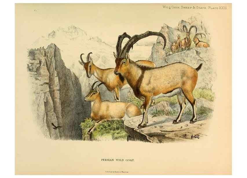 Reproducción/Reproduction 7977295257: Wild oxen, sheep & goats of all ...