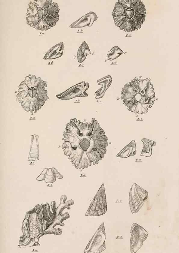 Reproducción/Reproduction 7509383012: A monograph on the sub-class ...