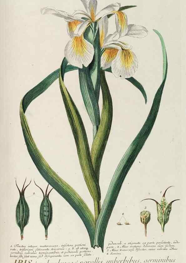 Reproducción/Reproduction 8050659123: Plantae selectae quarum imagines ...