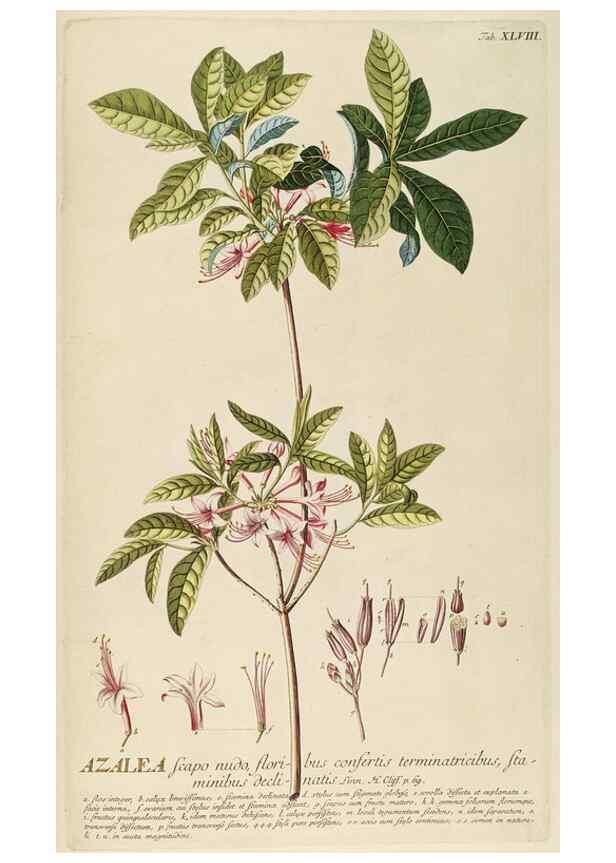 Reproducción/Reproduction 8050618273: Plantae selectae quarum imagines ...