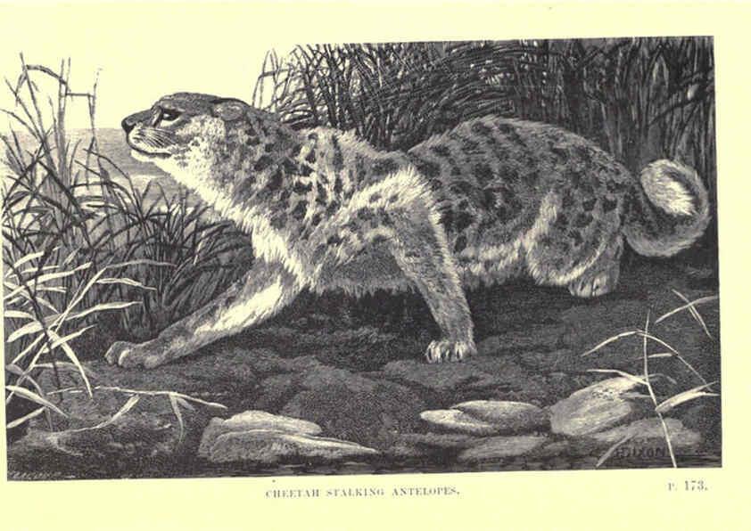 Reproducción/Reproduction 6505684221: Wild beasts and their ways London ...