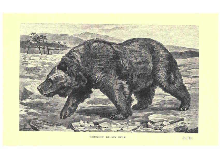 Reproducción/Reproduction 6505685715: Wild beasts and their ways London ...