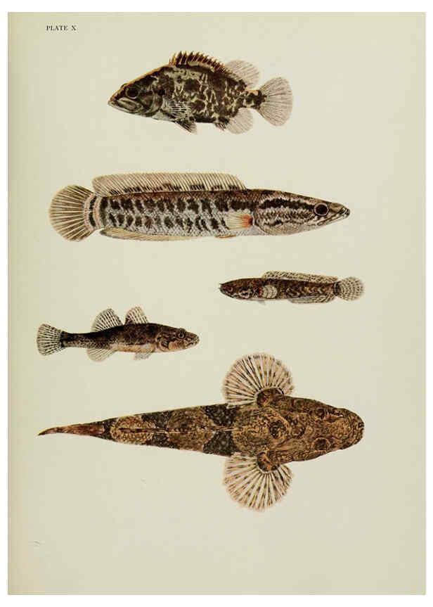 Reproducción/Reproduction 6260545794: The fresh-water fishes of China ...