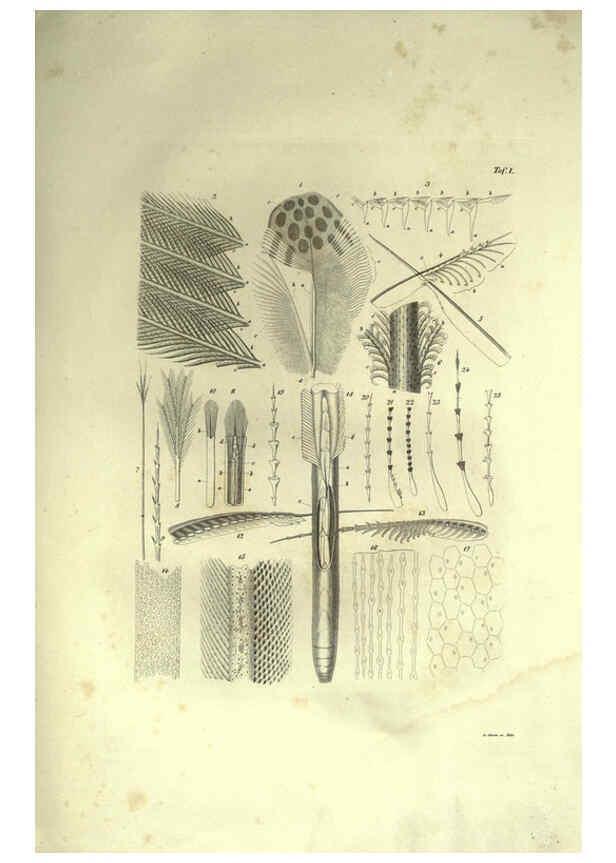 Reproducción/Reproduction 6309094706: Nitzsch´s Pterylography London ...