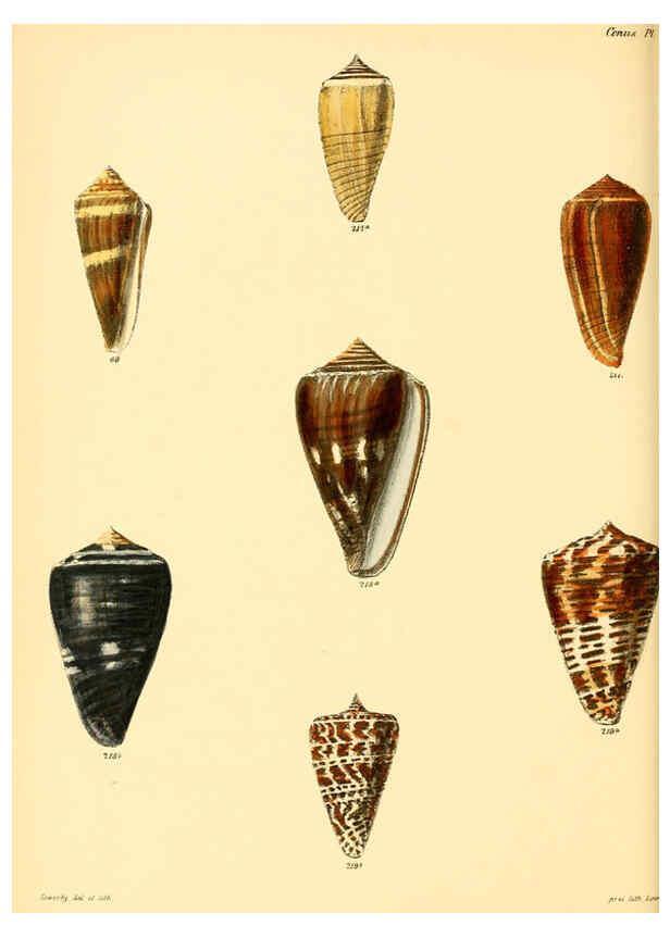 Reproducción/Reproduction 6029530253: Conchologia iconica, or ...