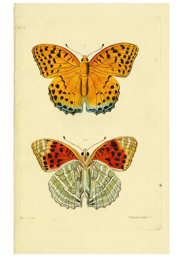 Reproducción/Reproduction 6031804801: Descriptions and figures of some ...