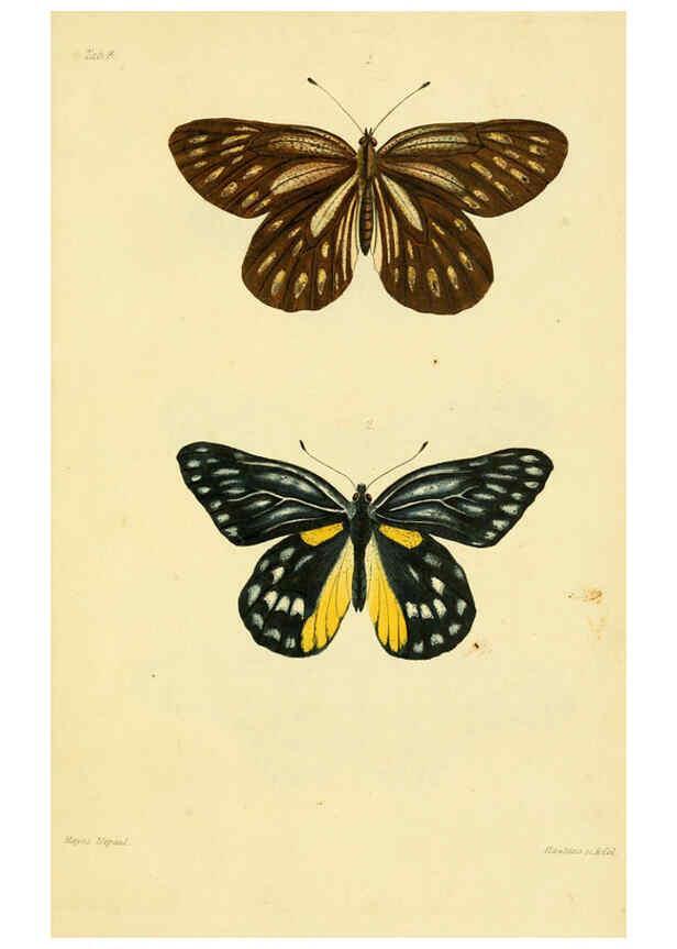 Reproducción/Reproduction 6031804247: Descriptions and figures of some ...