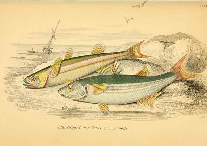 Reproducción/Reproduction 6072567671: The natural history of British ...