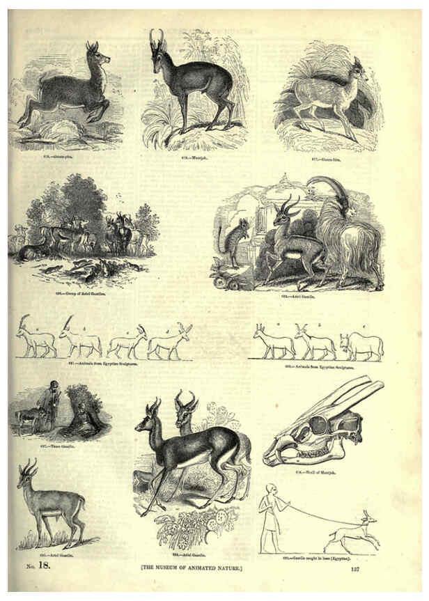 Reproducción/Reproduction 6092480211: The pictorial museum of animated ...