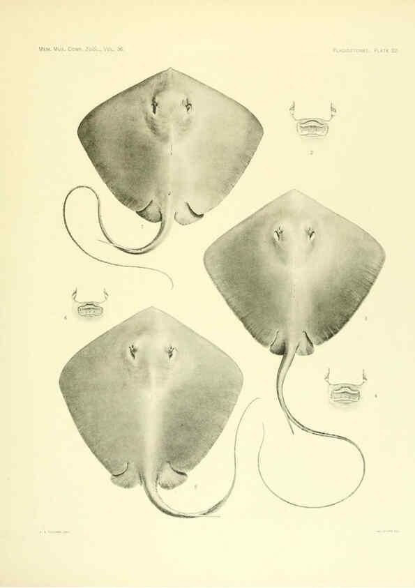 Reproducción/Reproduction 6001271975: The Plagiostomia : Sharks, skates ...