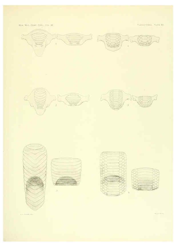 Reproducción/Reproduction 6001274543: The Plagiostomia : Sharks, skates ...