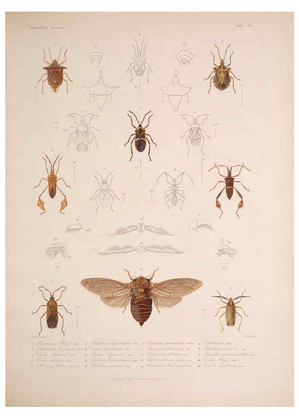 Reproducción/Reproduction 5984805204: Histoire physique, politique et ...